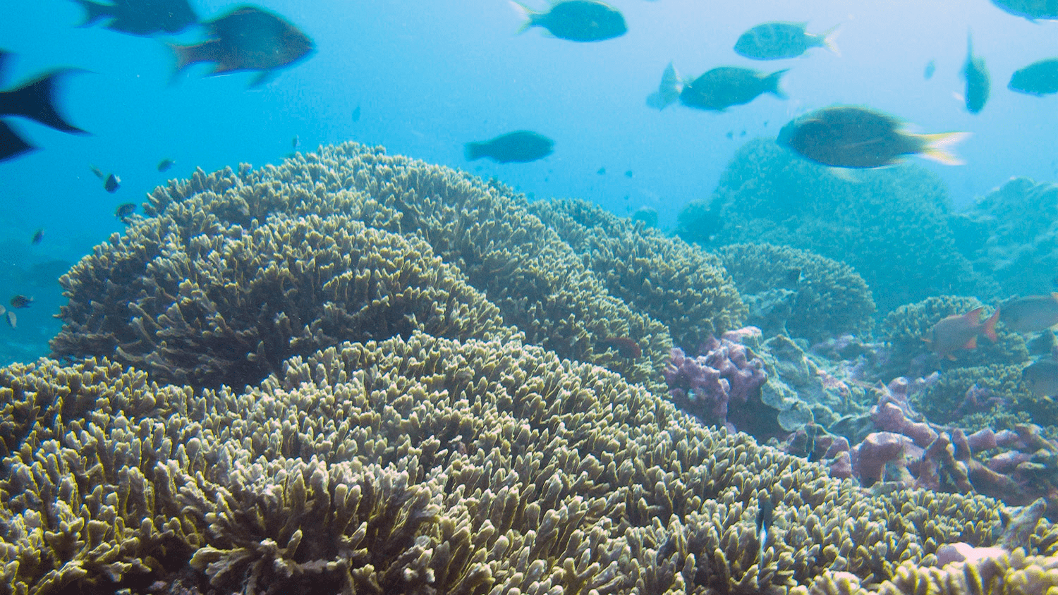 Super Reefs: Ensuring Coral Reef Futures At Sea and On Land - AVDF