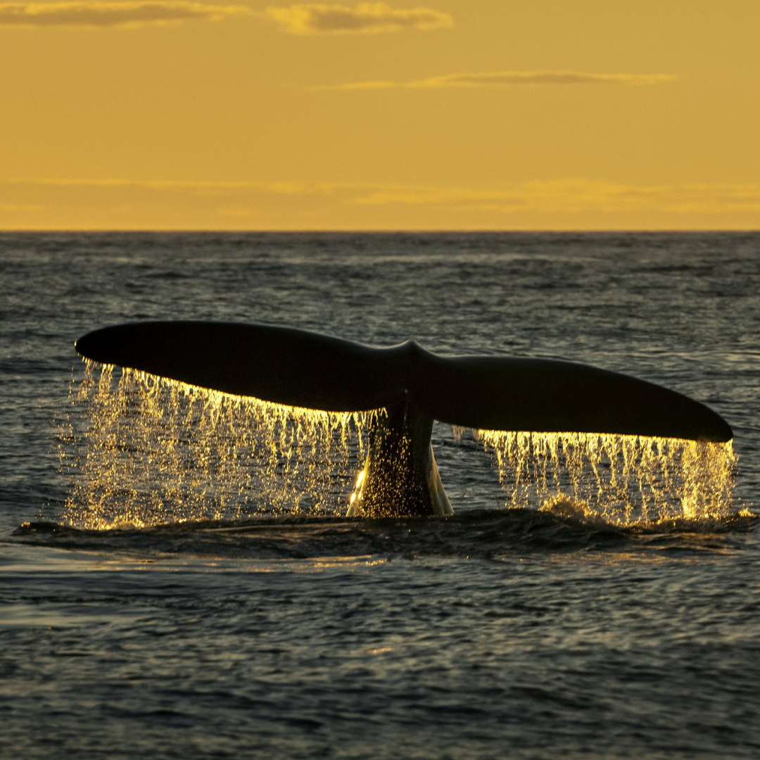 NOVA Series Highlights Gulf of Maine Climate Change Impacts - AVDF